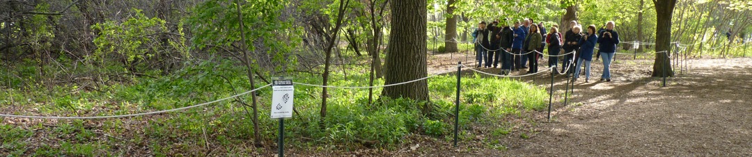 Montrose Point Bird Sanctuary | Magic Hedge | Bird Watching | Chicago
