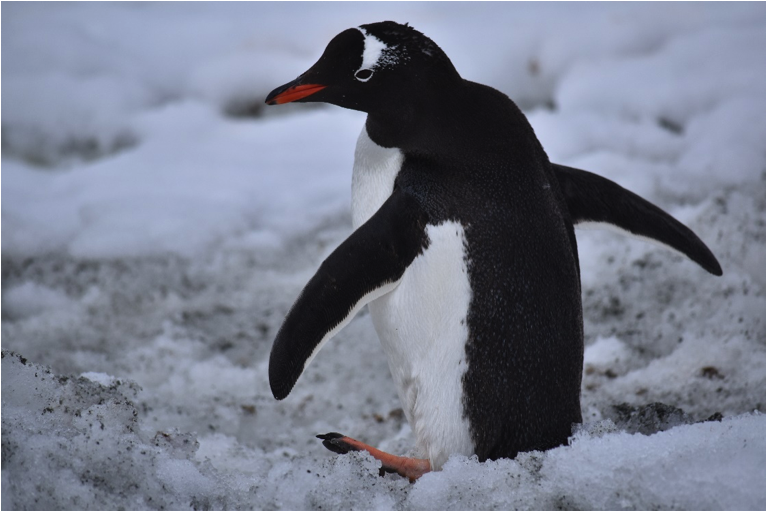 Penguin Adventures in the South Polar Region - Lake-Cook Audubon