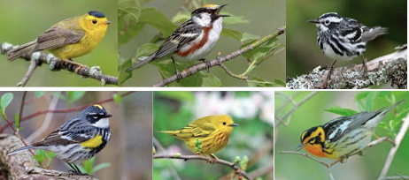 Spring Warbler Workshop + Woodcock Walk - Lake-Cook Audubon