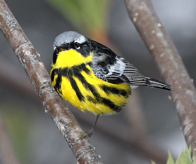Montrose Point Bird Sanctuary/Magic Hedge - Chicago - Lake-Cook Audubon