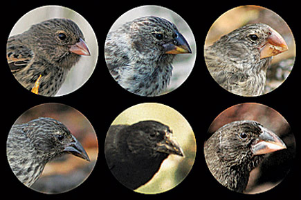 New Revelations about Darwin’s Finches (They Aren’t Finches At All ...