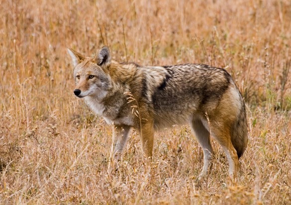 Coyotes in Our Backyard - Lake-Cook Audubon